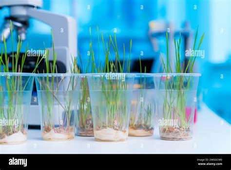 Effect Of Different Light Spectrums On Plant Growth And Development