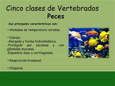 Animales Vertebrados Ppt
