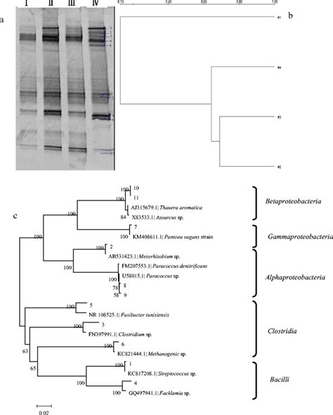 Dgge Profile A And Upgma Dendrogram B Neighbor Joining Phylogenetic