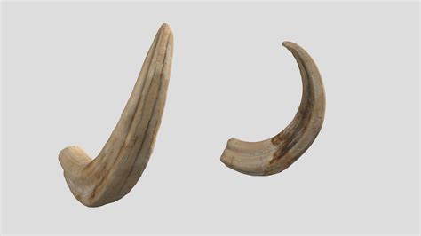 African Wild Boar Tusks Photogrammetry Model Buy Royalty Free 3d