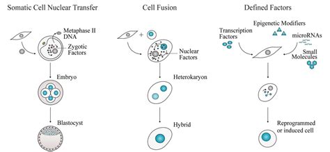 Figure 1 From Understanding And Modulating Immunity With Cell