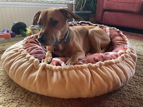 Grandma Made Her A Squishy Bed Rvelvethippos