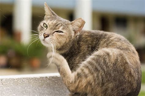 How To Tell If Your Cat Has Fleas 5 Telltale Signs Pest Hacks
