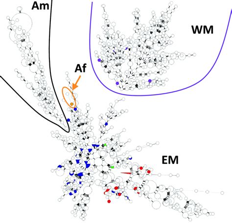 minimum spanning tree based on mlva 16 data projection of strains used