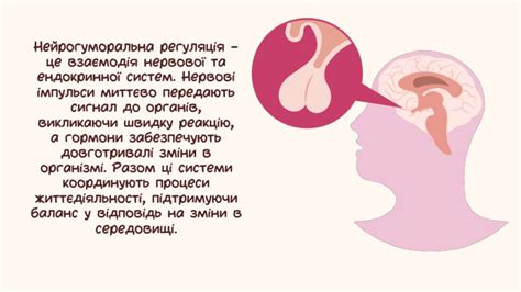 Презентація Біологія 8 клас НУШ Нейрогуморальна регуляція діяльності організму людини