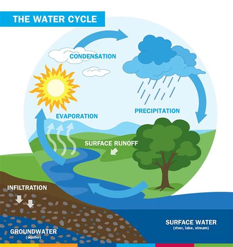 A Flow Diagram Of The Water Cycle Simple Hydrologic Cycle Di