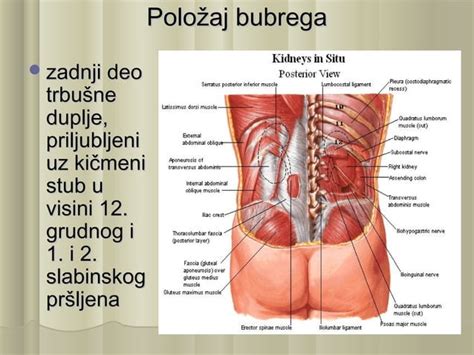 Urogenitalni Trakt Ppt