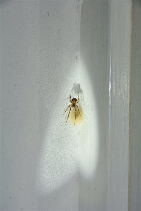 Web Spider With Cocoon In A White House Corner In The Light Of A Flashlight Stock Image Image