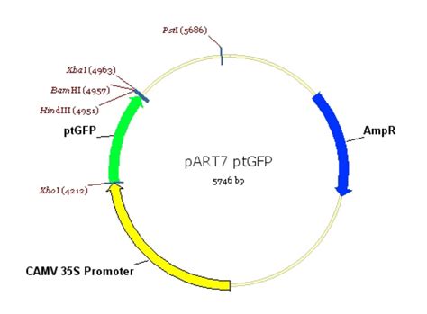 Product Categories Gfp Vectors Archive Nanolight Technology