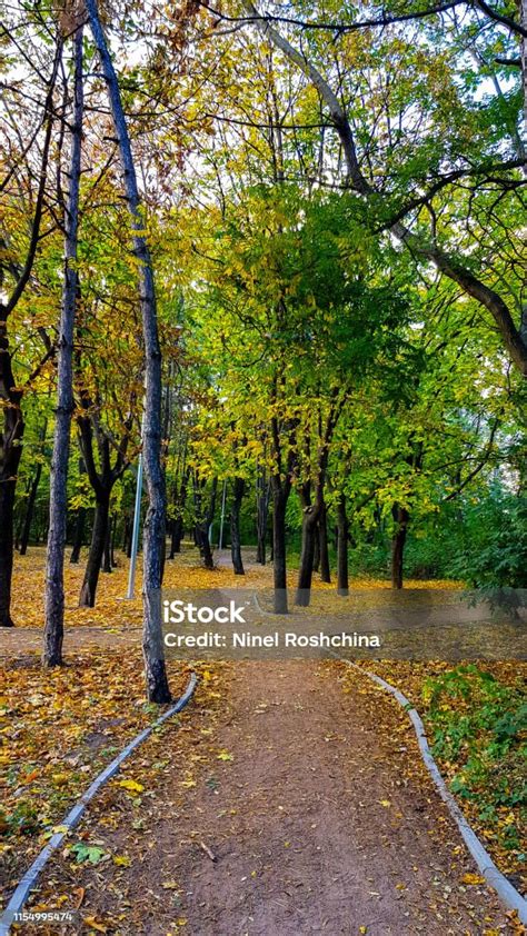 공공 공원에서 화려한가 나무 사이의 낙 엽으로 덮여 보도 화창한 날에가을 야외 장면 높은 나무의 녹색과 황금 무성 한 단풍 아무도가을 풍경입니다 0명에 대한 스톡 사진 및