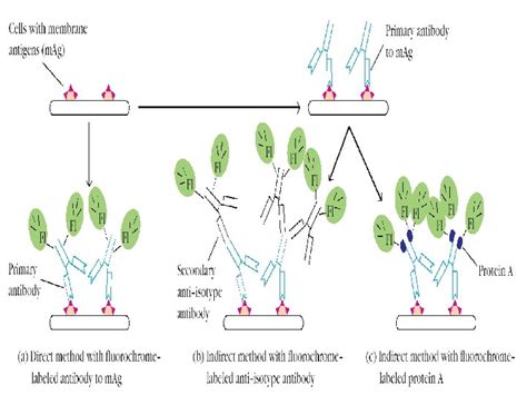 Antigen Antibody Interactions Ii Complement Fixation