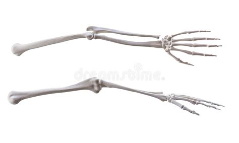 Anatomie De Main Os De Main Et De Doigts Illustration Stock Illustration du médical