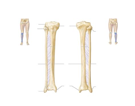 Tibula And Fibula Labeling Quiz