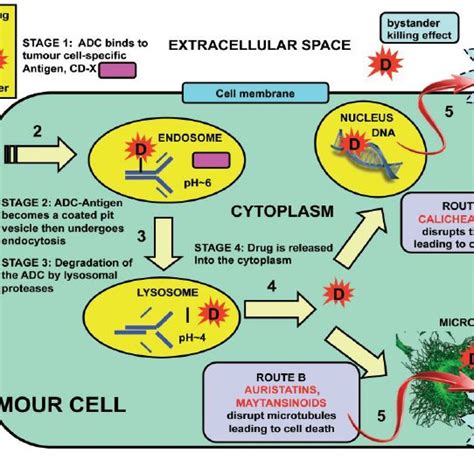 Schematic Representation Of The Adc Antigen Internalization Process Download Scientific Diagram