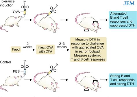 Figure 1 From Mesenteric Lymph Nodes At The Center Of Immune Anatomy Semantic Scholar
