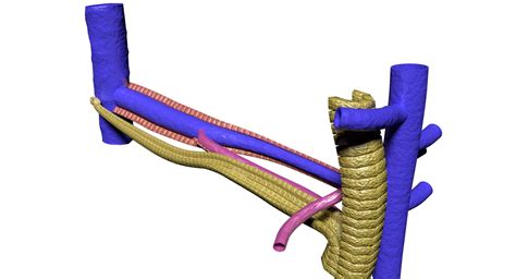 Hepatic Liver Lobule 3d Model Superhive Formerly Blender Market