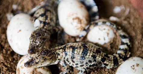 വരുന്നത് ഉരഗവർഗത്തിൽ ആണുങ്ങളില്ലാത്ത നൂറ്റാണ്ടോ How Temperature