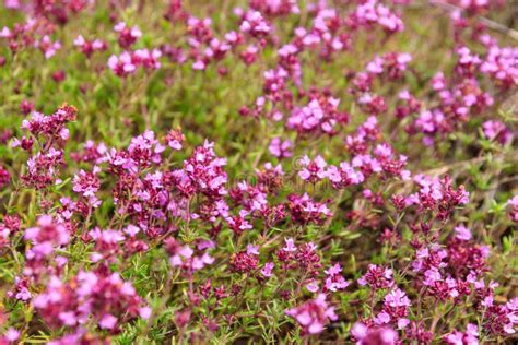 Purple Wild Thyme Flowers On Meadow Stock Image Image Of Lilac