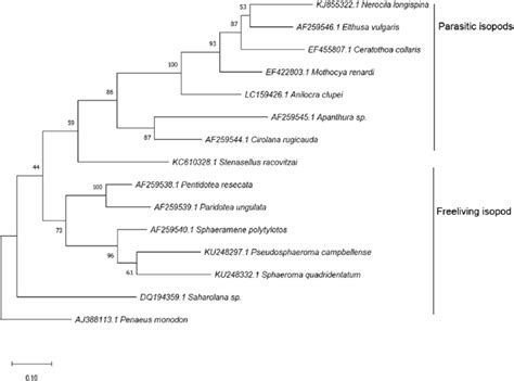 Phylogenetic Tree Of Parasitic And Free Living Forms Of Isopods The