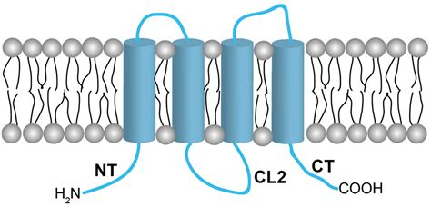 Ca2 Dependent And Independent Calmodulin Binding To The Cytoplasmic Loop Of Gap Junction Connexins