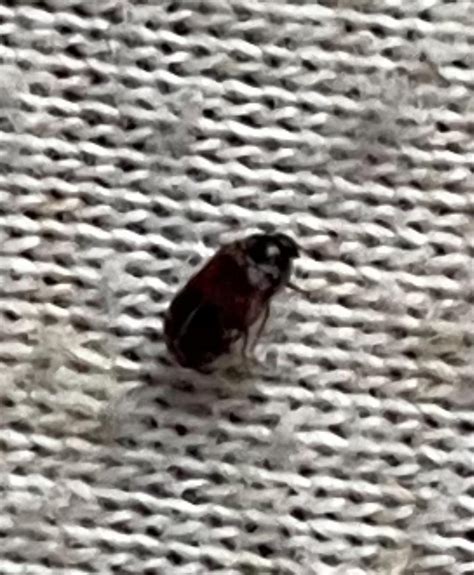 Small Bug In My Room Midwest Us Any Ideas R Whatsthisbug