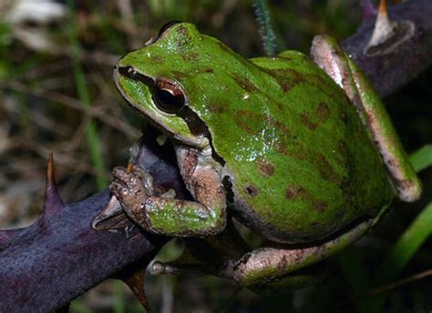 Pacific Tree Frogs Like Chameleons Can Change Color Kitsap Daily News