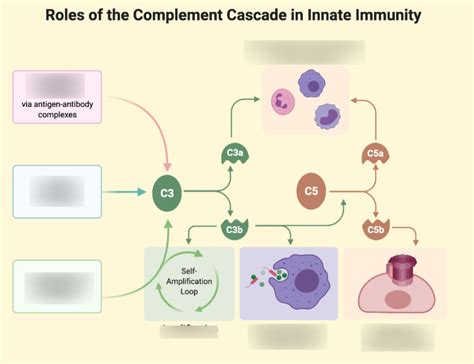 Diagram Of Rles Of The Complement Cascade In Innate Immunity Quizlet