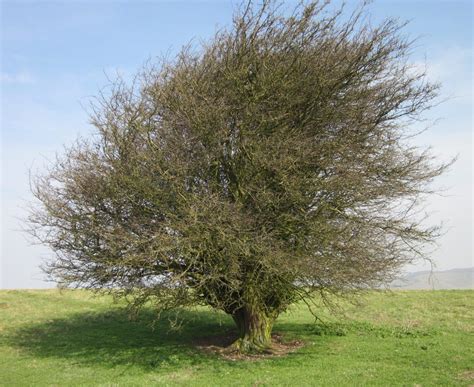 Hawthorn Tree Guide Uk Common Hawthorn Tree Identification