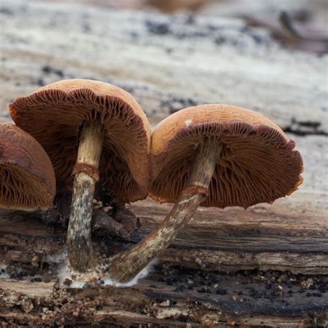 Amatoxin The Deadliest Mushroom Poison Mushroom Appreciation