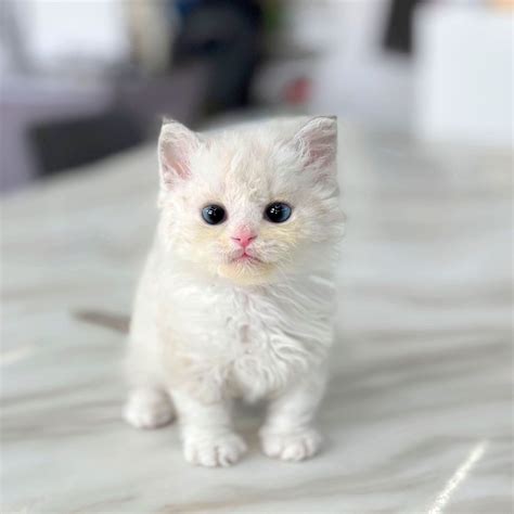 고양이분양 서울고양이분양 전국고양이분양 안산고양이분양 먼치킨 귀가 접혀 귀여움 2배인 킬트 먼치킨분양 합니다 🌸 ️당일분양 가능 ️운송분양 가능 ️예약분양 가능 문의