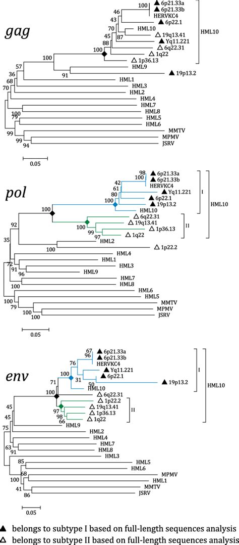 Phylogenetic Analysis Of The Hml10 Sequences Gag Pol And Env Genes Download Scientific Diagram