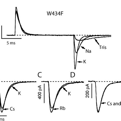 The Effect Of Internal Cations On Off Gating Current Kinetics Download Scientific Diagram