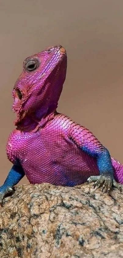 Vibrant Pink Lizard Wallpaper Free Download