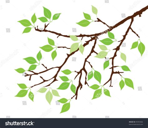 Vector Tree Branch With Green Leaves Shutterstock