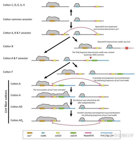The Crop Journal 浙江大学潘荣辉团队解析棉花线粒体基因组进化路径 知乎