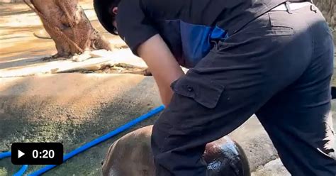 Moo Deng doesn’t like baths by humans - 9GAG