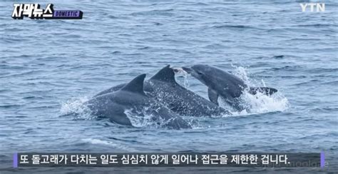 제트스키 타고 돌고래때에 다가가다 벌금 맞은 사람 유머이슈 꾸르