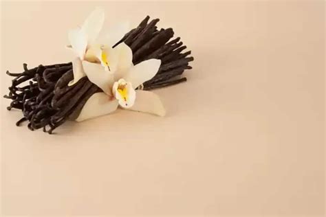 vanilla extract vs vanilla essence 4 differences to understand