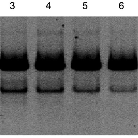 Sensitivity Of Mas Pcr Assay For Identifying Kras Gene Mutations A Download Scientific Diagram