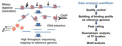 Chip Seq Workflow And Data Analysis Download Scientific Diagram