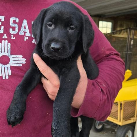Black Labrador Retriever Puppies For Sale Infinity Pups