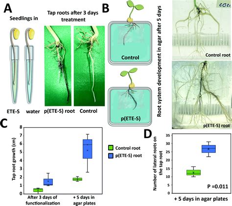 Biohybrid Plants With Electronic Roots Via In Vivo Polymerization Of Conjugated Oligomers