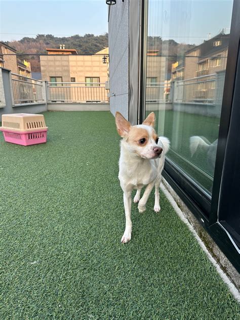 믹스견보리 강아지책임무료분양 컴투펫위탁보호센터 강아지무료분양 고양이무료분양 강아지파양 고양이파양