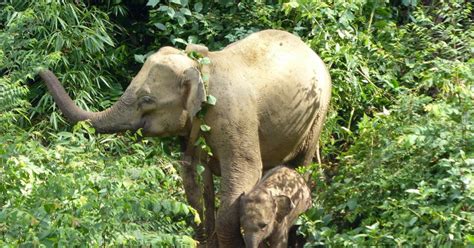 예상 밖 코끼리의 취향인적 끊긴 숲 좋아하지 않더라