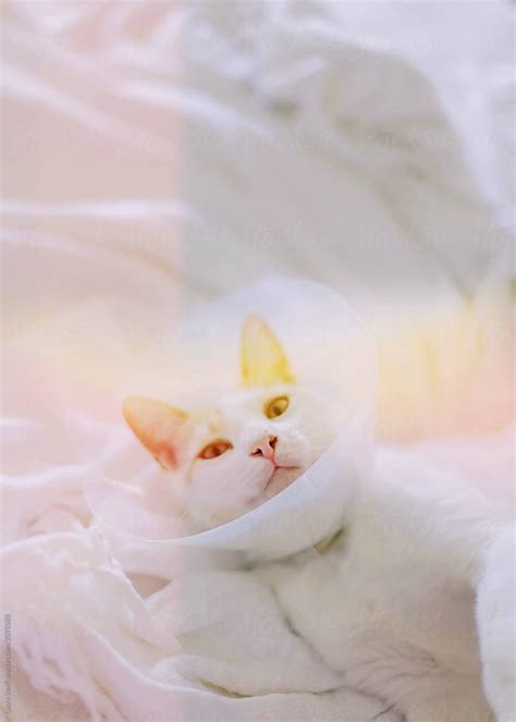 Recovering Cat In Bed With Shining Flare And Elizabethan Collar On By