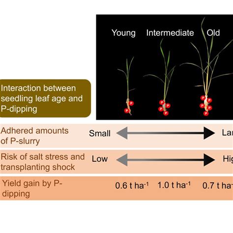 Interaction Between Seedling Age And P Dipping Download Scientific