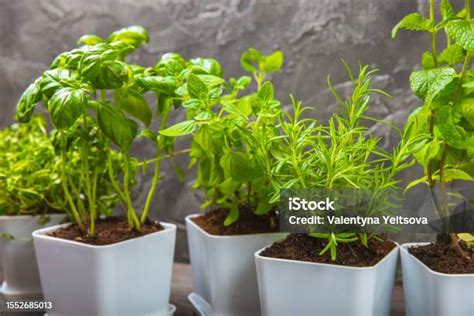 신선한 향기로운 허브가 담긴 화분 밝은 배경에 화분에서 자라는 모듬 신선한 허브 클로즈업 로즈마리 바질 민트 백리향 오레가노 냄비에 신선한 향기로운 허브를 섞었습니다 매운