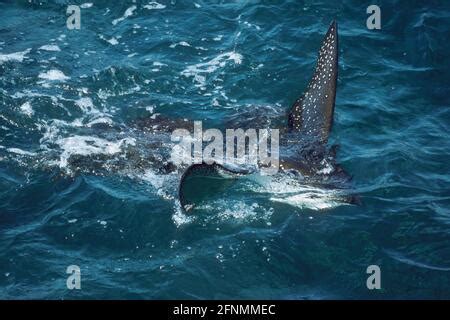 Spotted Eagle Ray Mating In Shallow Water Aetobatus Narinari South