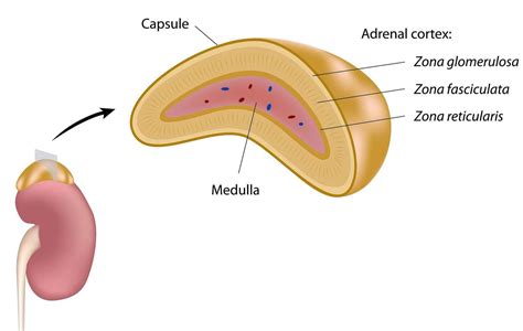 Obesity Archives Gt Health