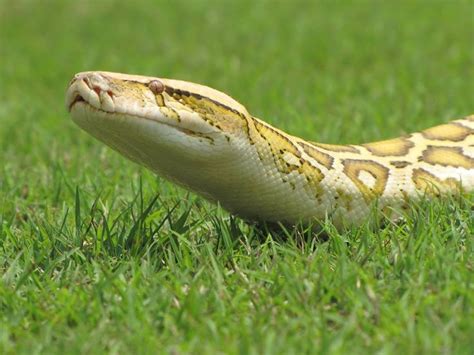 Hypo Burmese Python In Natural Habitat